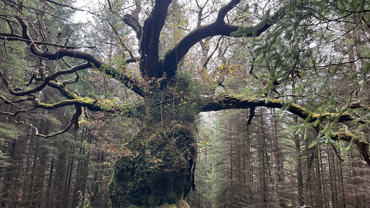 'Hidden' 400-year-old oak named after Scottish band is crowned tree of ...