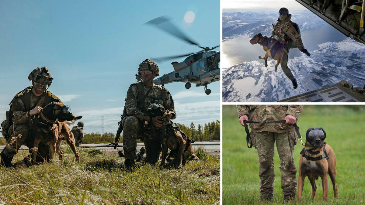 Military dogs get £3m kit boost with goggles, vests, and boots to ...