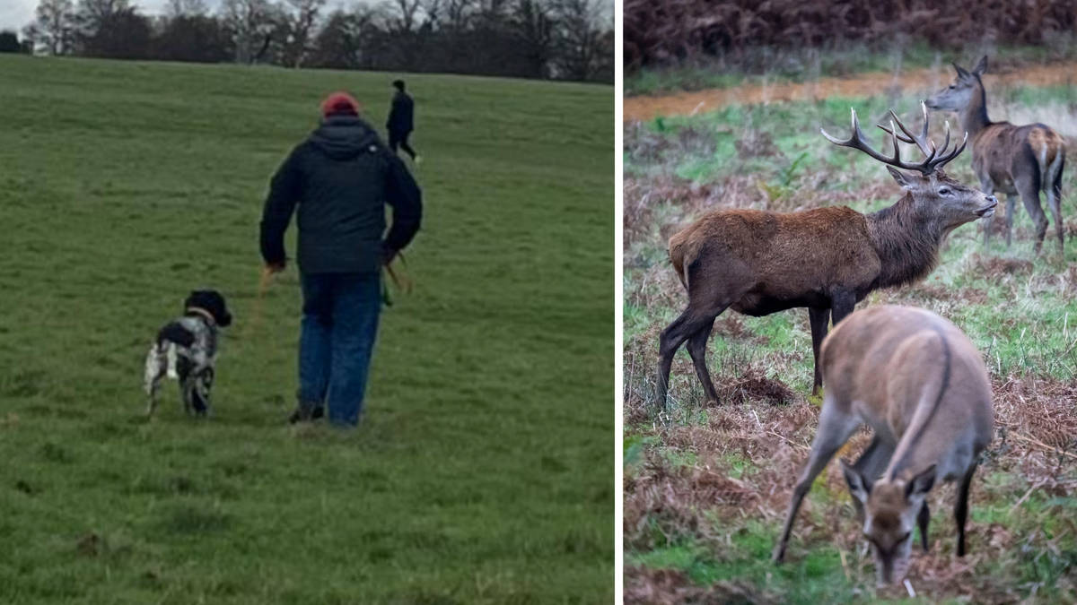 Shocking moment dog kills deer in Richmond Park - as police hunt pet’s ...