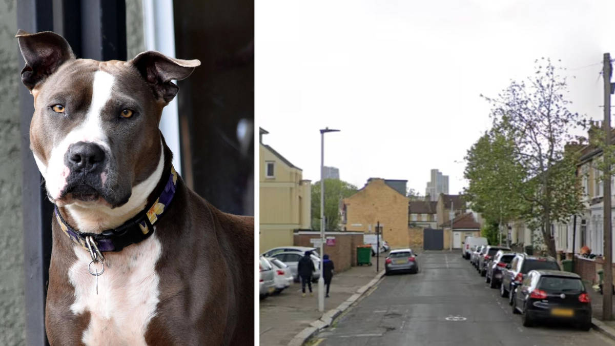 Man, 42, dies after being attacked by 'dangerous fighting dog' in ...
