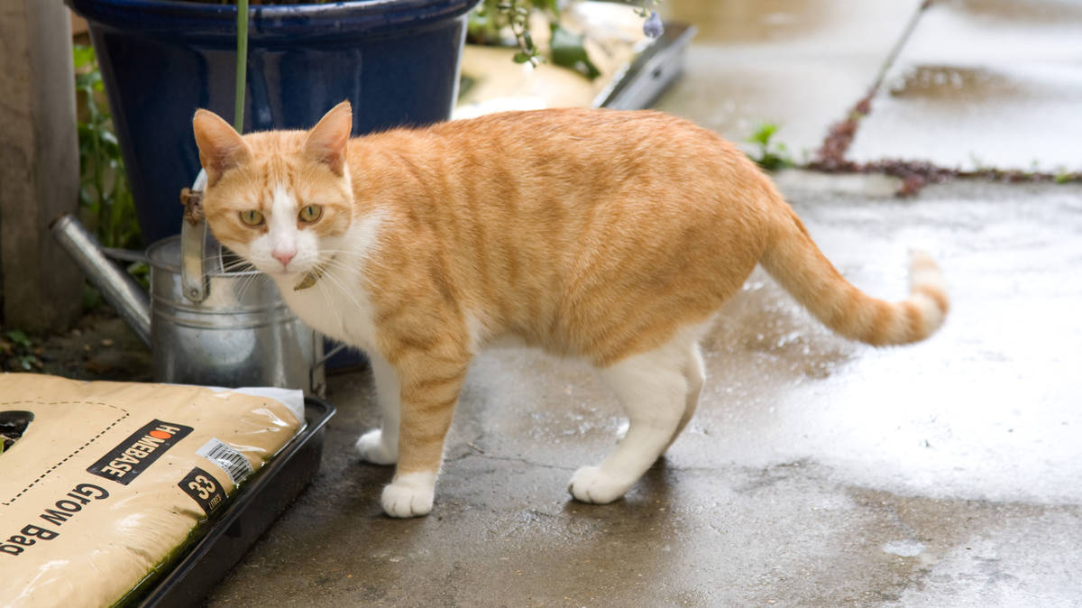 Brazen cat burglar sentenced for 'callous thefts' after local spotted ...