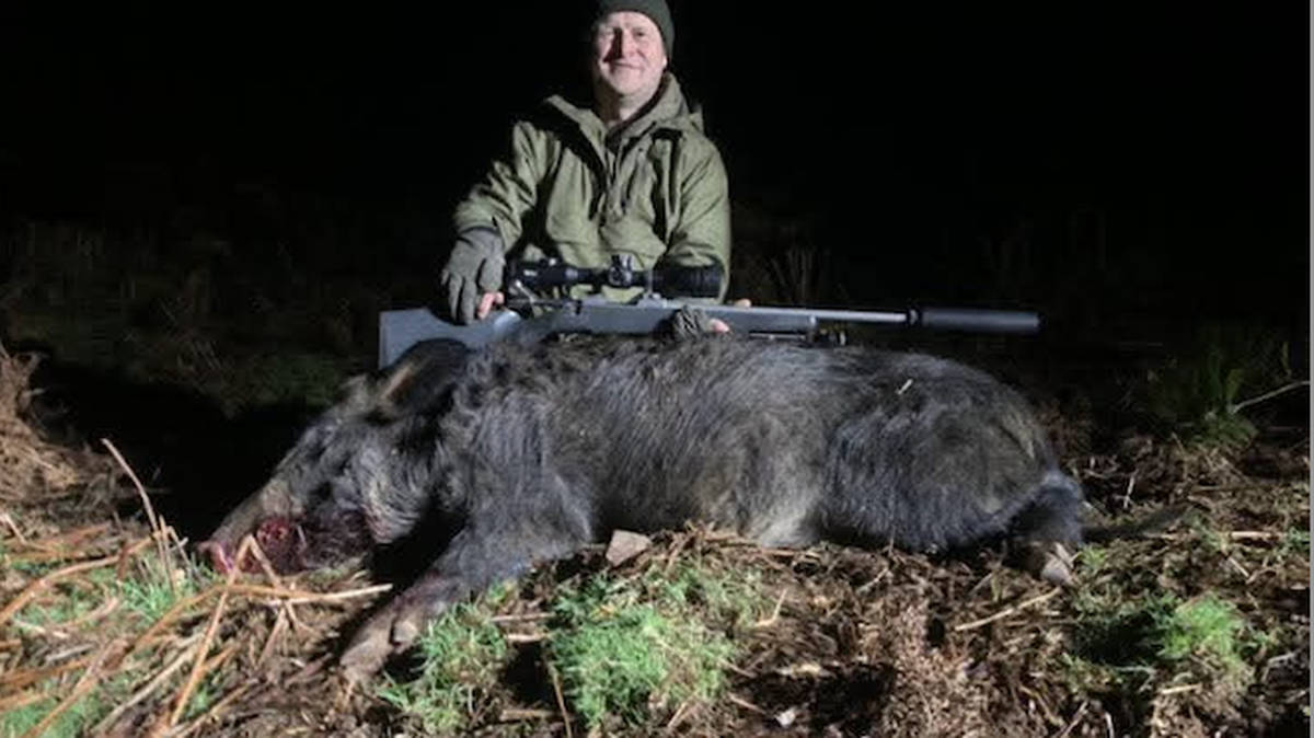 "People are scared to leave their homes" Giant feral pigs 'out of ...