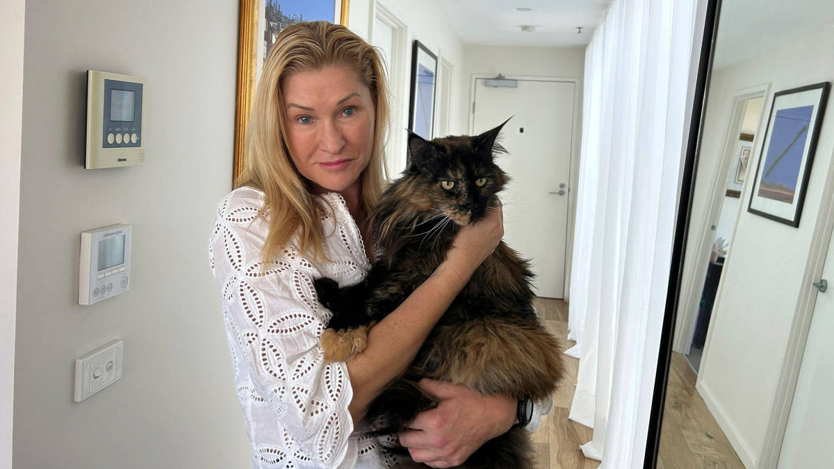 Mittens the cat becomes accidental jetsetter after being forgotten on a ...