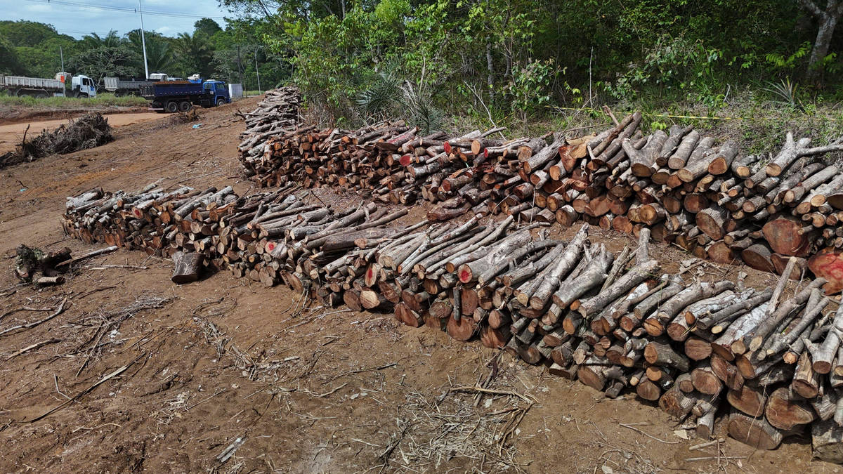Eight miles of Amazon rainforest cut down to build four-lane highway ...