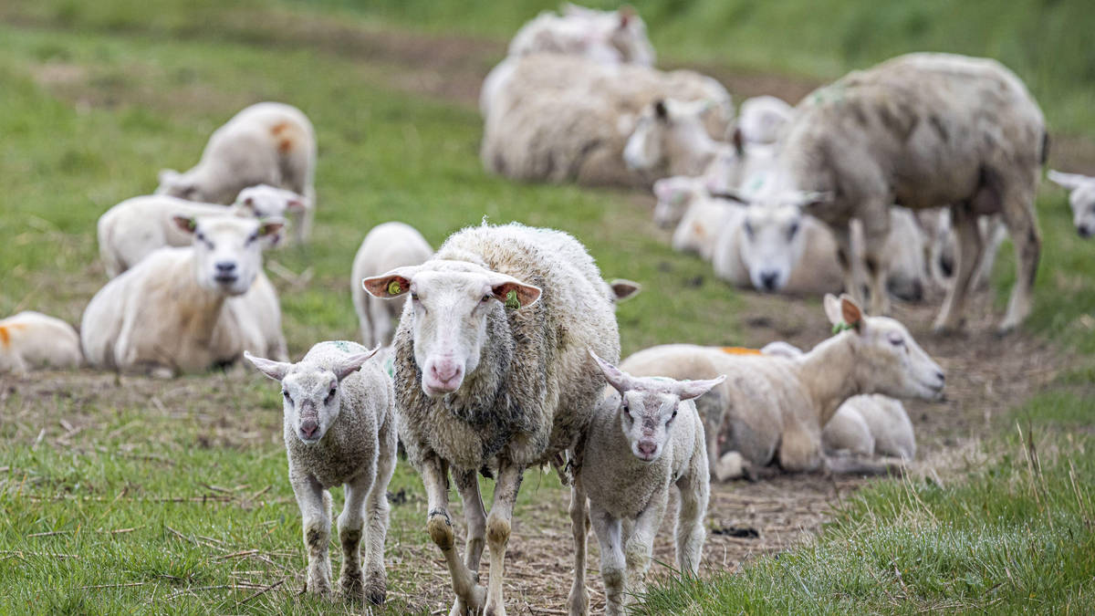 World’s first case of bird flu in sheep found on UK farm | LBC