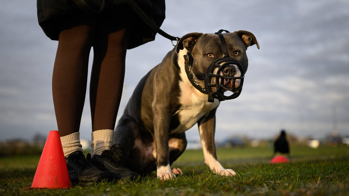 Pensioner, 84, dies in hospital two months after XL bully attack | LBC