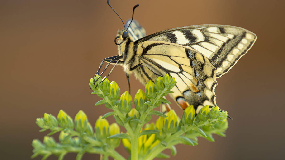 Brits urged to 'stop mowing lawns' amid 'national butterfly crisis ...