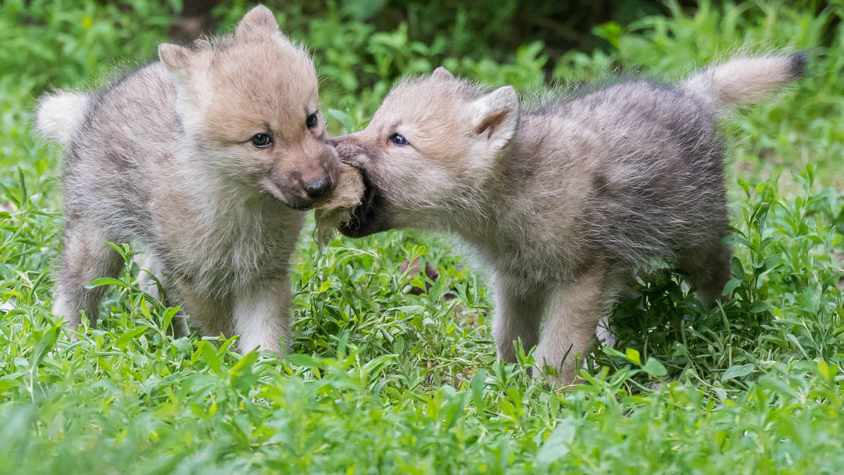 Dire wolf extinct for 12,500 years 'brought back to life', scientists ...