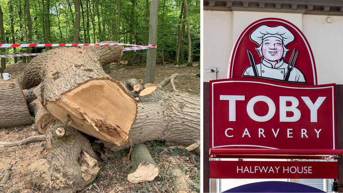 Toby Carvery under fire after felling centuries-old tree in north ...