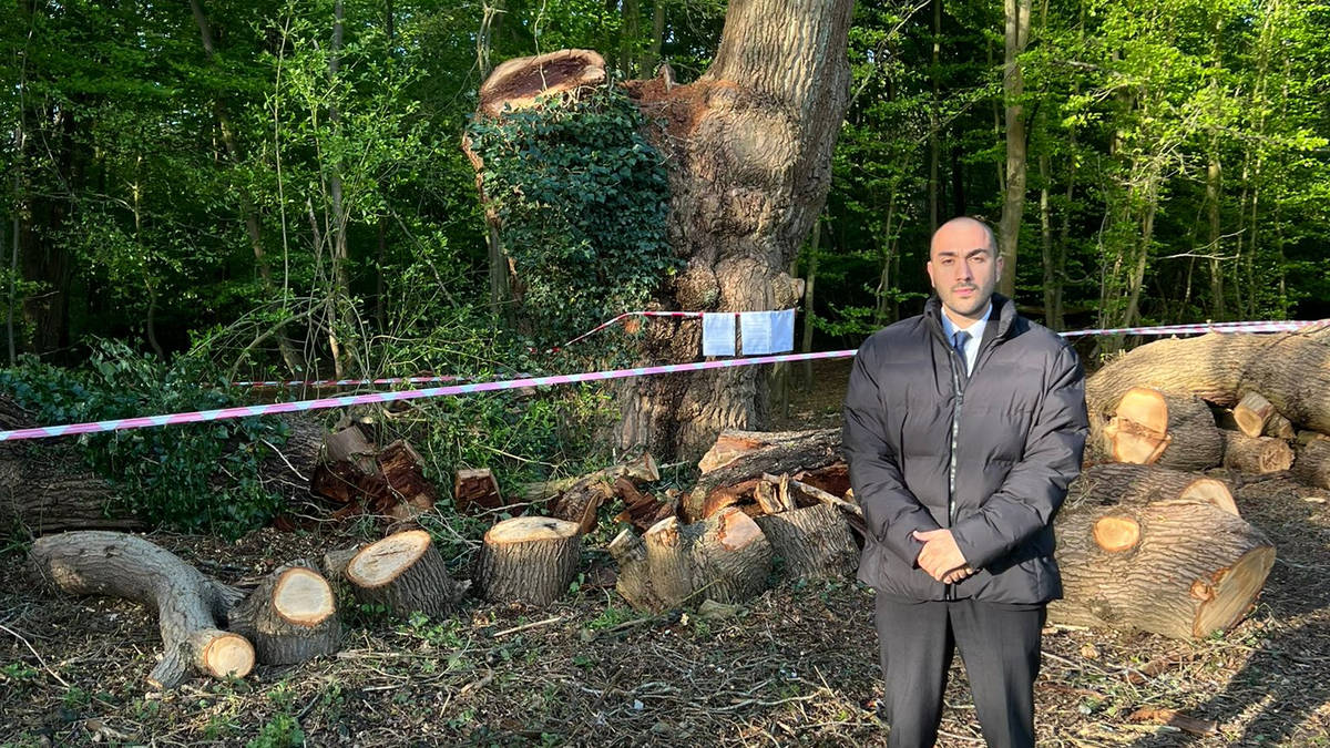 Toby Carvery faces legal action from council after 500-year-old tree ...