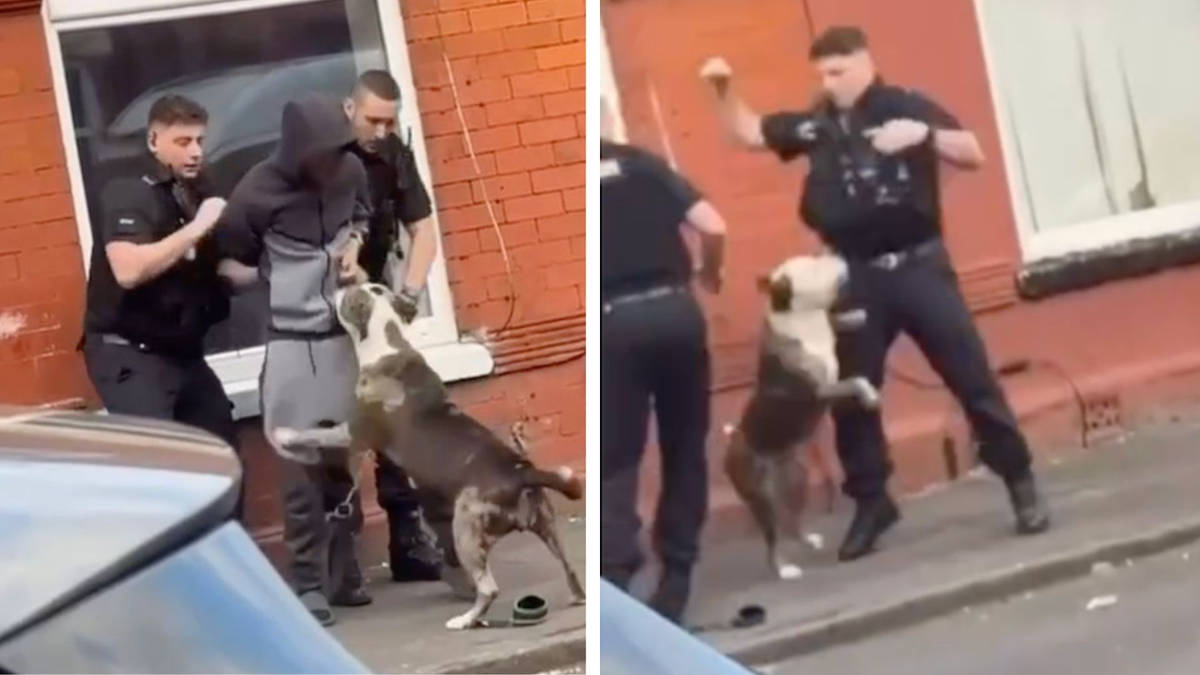 'Aggressive' XL bully dies after being tasered by police during arrest ...