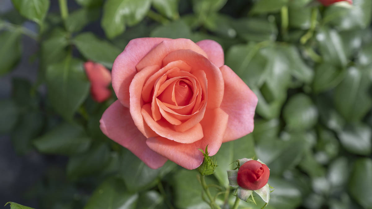 A rose for a Princess! Stunning new flower named after Kate honouring ...