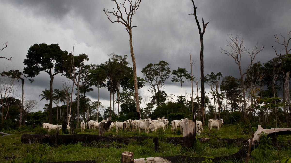 Amazon rainforest might survive drought, but could see ‘profound ...