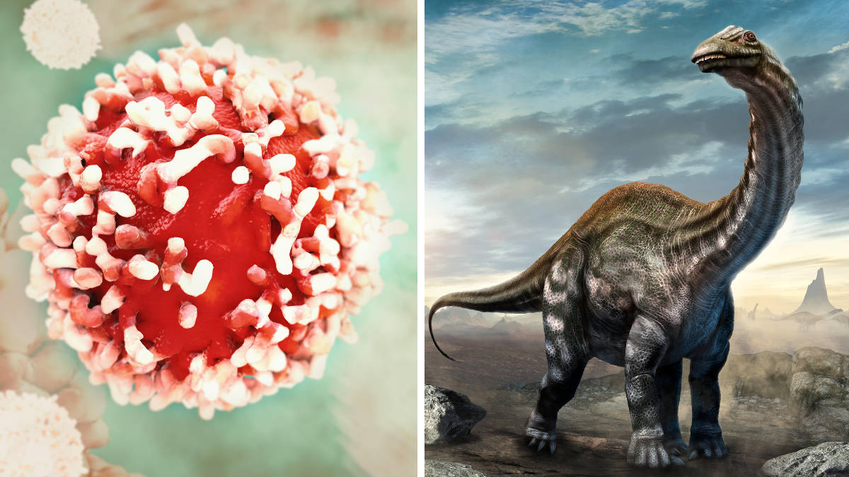 Dinosaur fossils with tumours could hold key to new cancer treatments ...