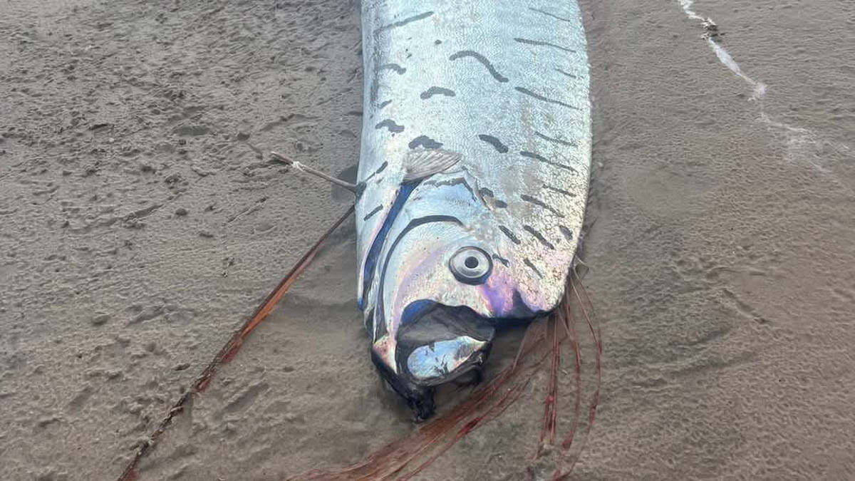 Rare 'doomsday' fish discovered by dog walker on beach | LBC