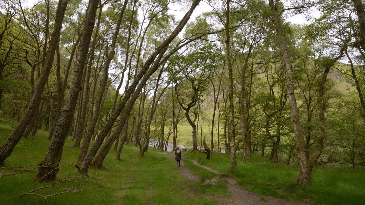 'Alarmingly few ancient trees left': Woodland Trust warns UK forests ...