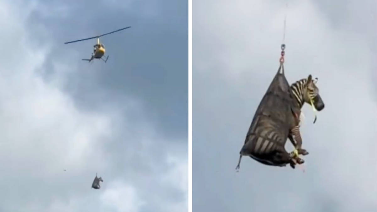 Confused runaway zebra takes a spin as it is airlifted to safety after week on the loose | LBC