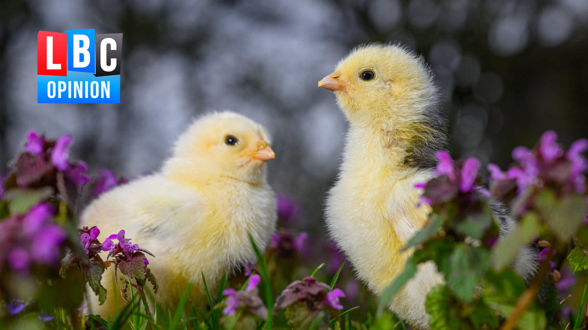 Male chicks face death by the millions every year - technology means ...