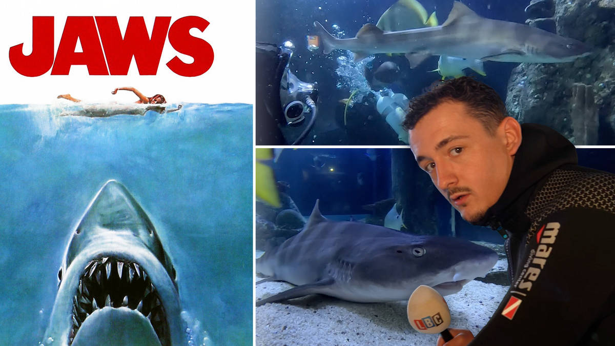 'We're going to need a bigger...shark': LBC meets Jaws 50 years after the film that 'changed ...