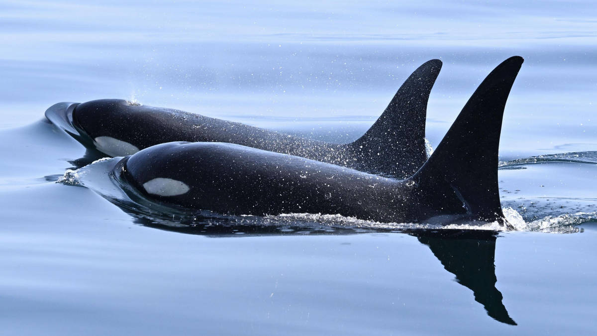 Killer Whales make seaweed tools to scratch each other's backs, study ...