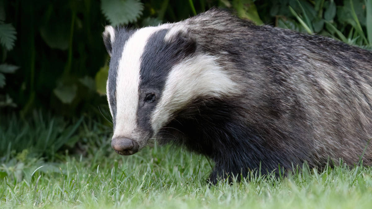 'Evil badger man': woman sets fire to neighbours car after she thought ...