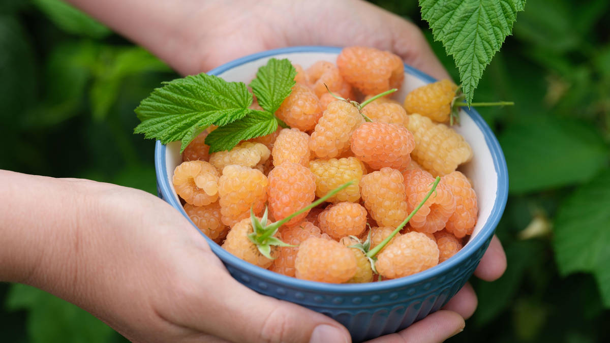 Asda: Where you can buy golden raspberries this summer as Wimbledon ...