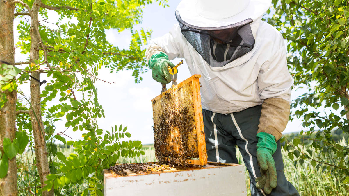 'Will you please bee-hive': beekeeper appeals to local council as ...