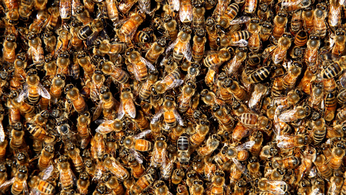 Bee attack leaves three fighting for their lives and 24 injured after ...