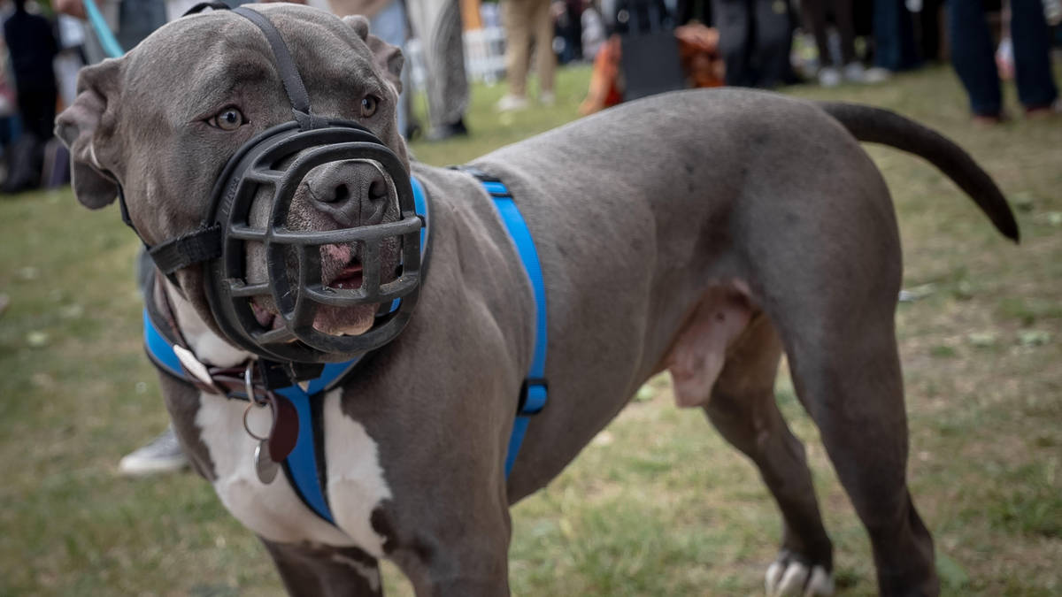 Woman, 69, 'attacked by two XL Bullies and another dog' airlifted to ...
