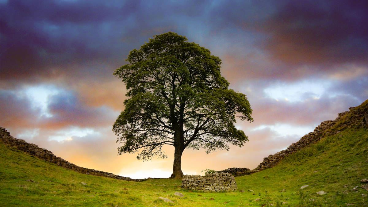 Part of iconic Sycamore Gap tree which was felled almost two years ago ...