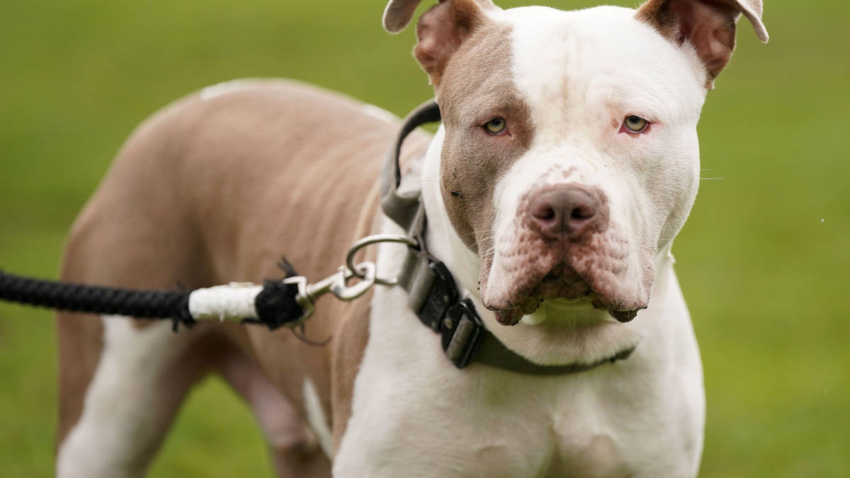 XL Bully owner, 51, seriously injured after attackers kill his dog as ...