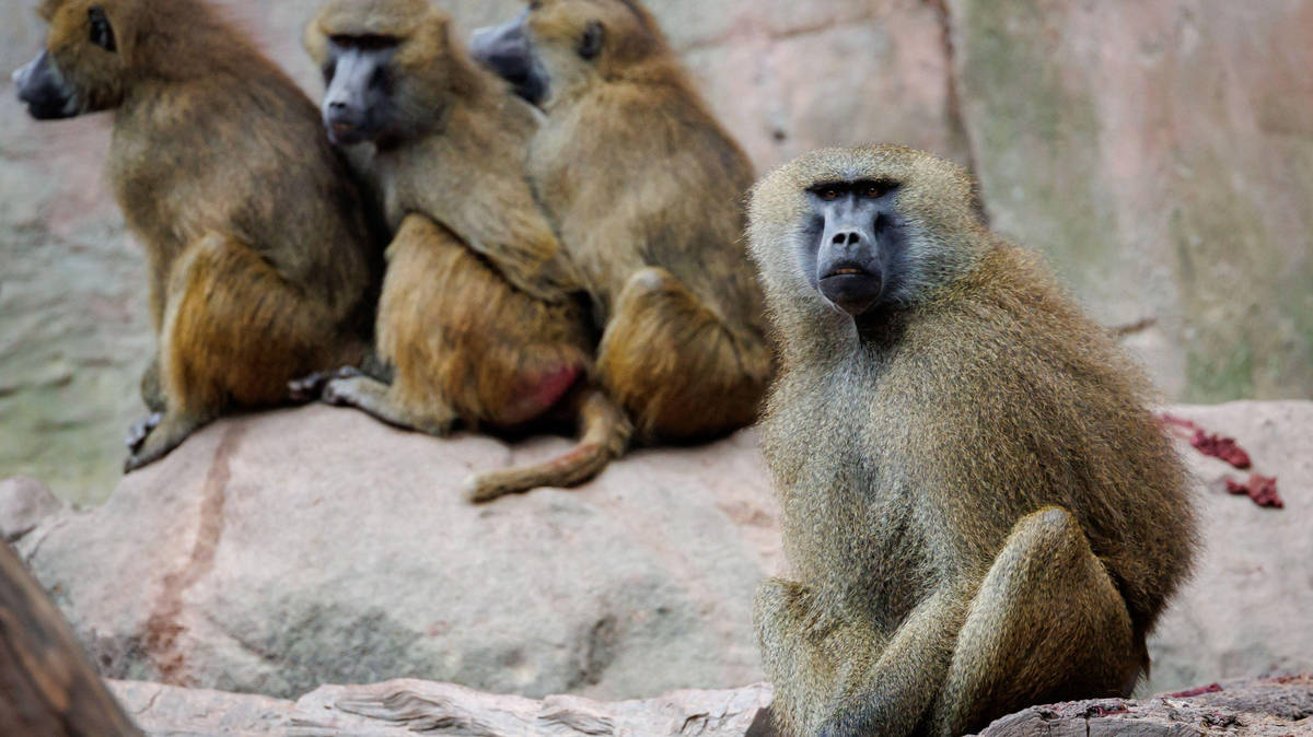 Outrage after zoo shoots baboons due to 'overcrowding' and feeds them ...