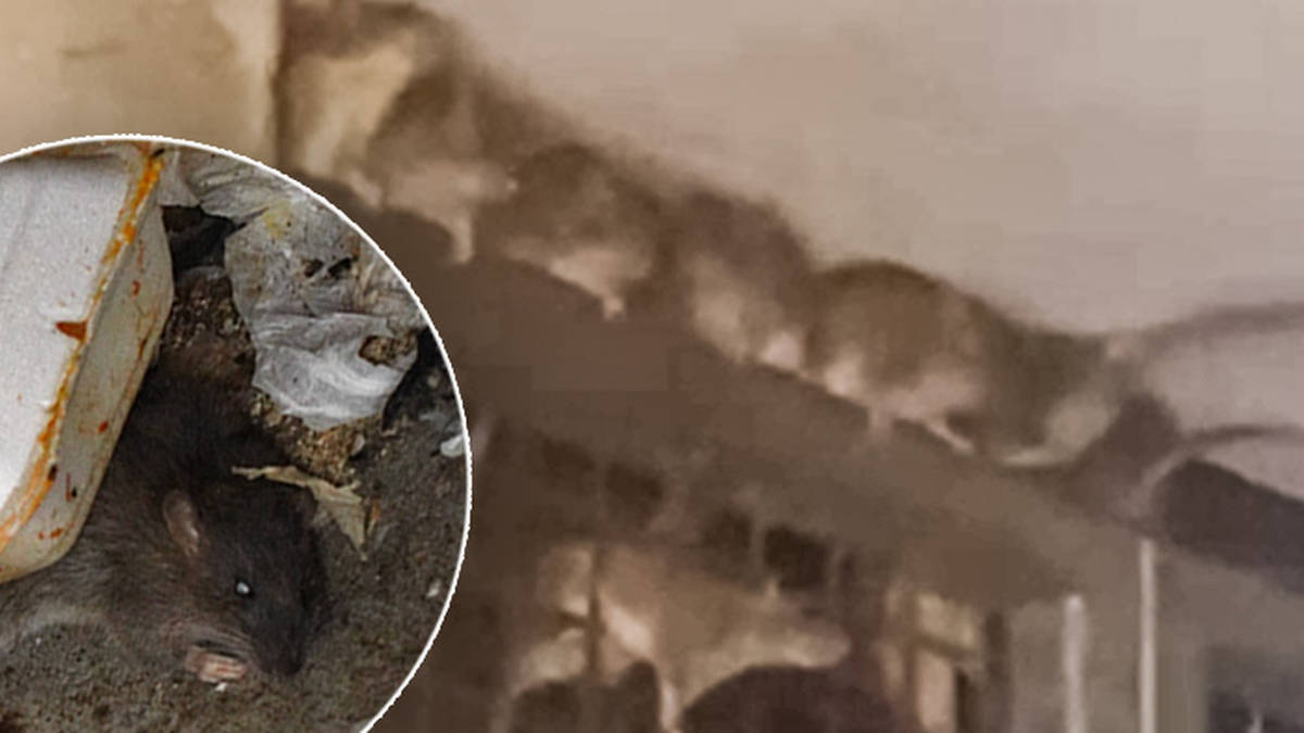 'They've taken over the whole building': London tenants say housing ...
