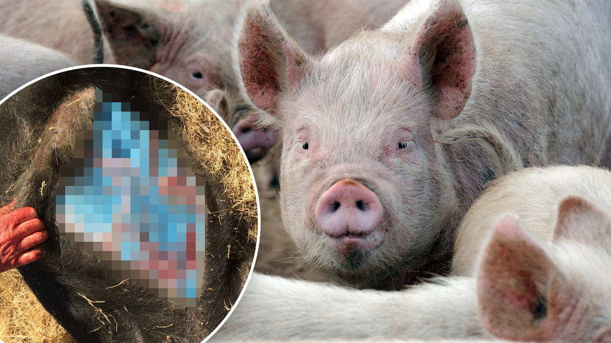 Urgent warning as pigs discovered with 'neon blue' flesh that may be ...