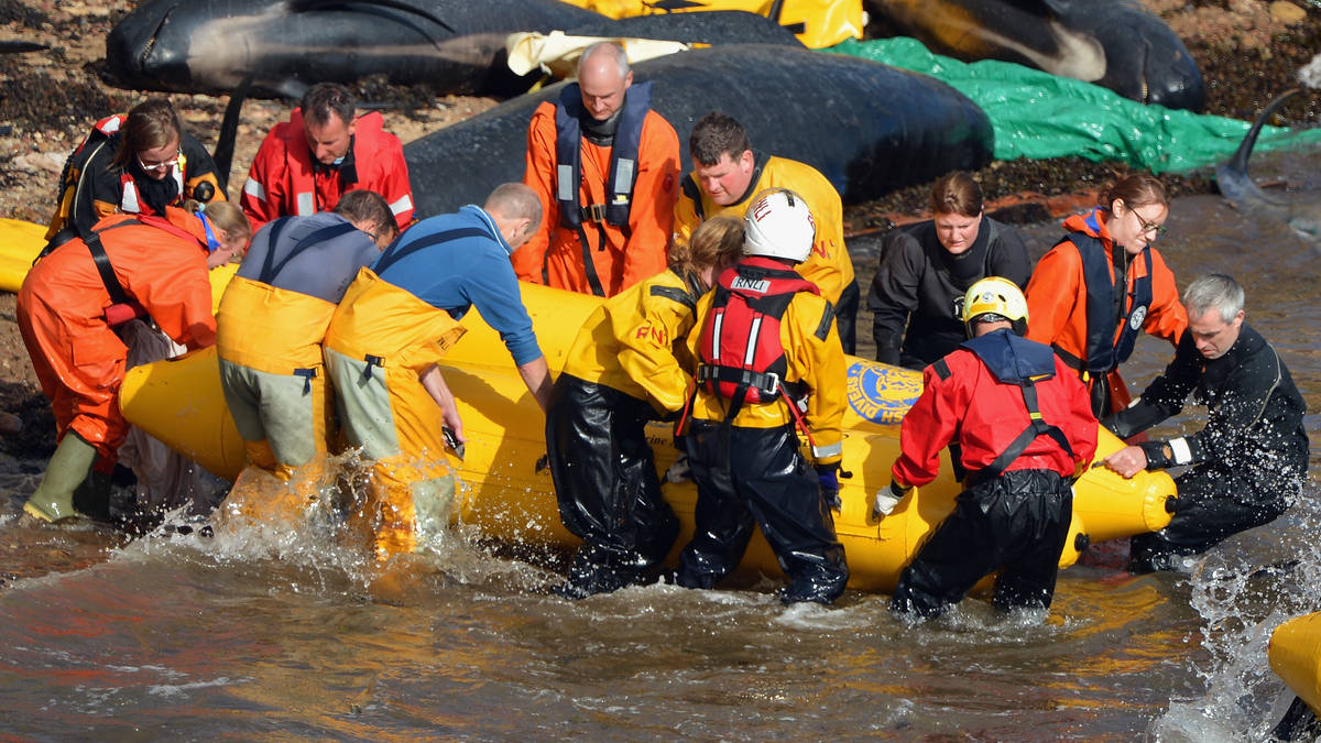 Massive rise in mammals stranded on Scottish beaches in past 30 years ...