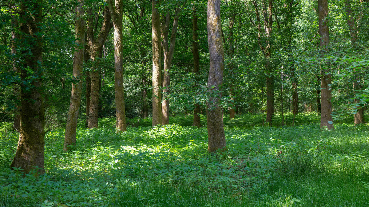 Investigation launched after 'charred' human remains found at UK beauty ...