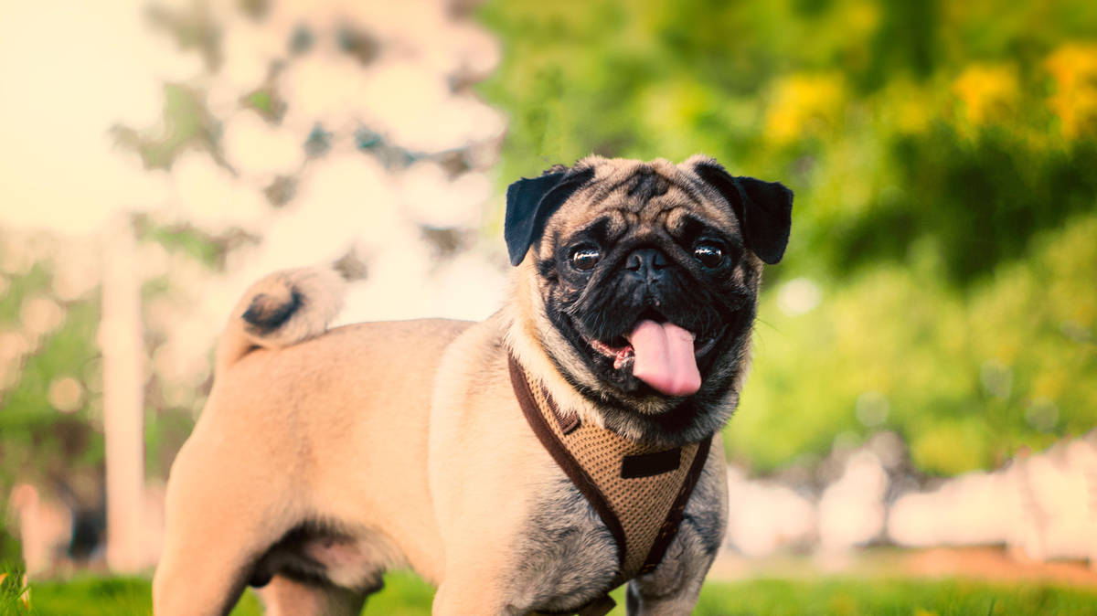 Tory peer criticises ‘fatuous actresses’ who buy dogs with health ...