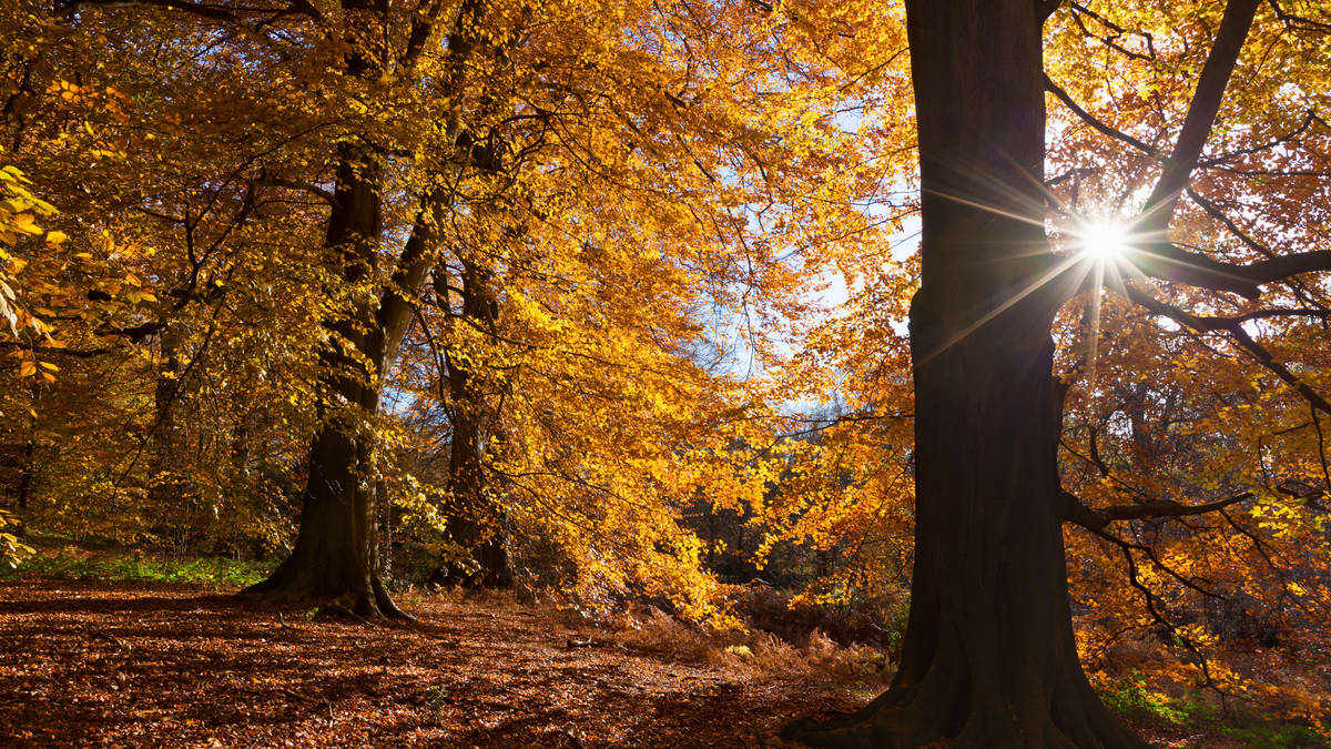 When is autumn? Season start and end date for 2025 | LBC