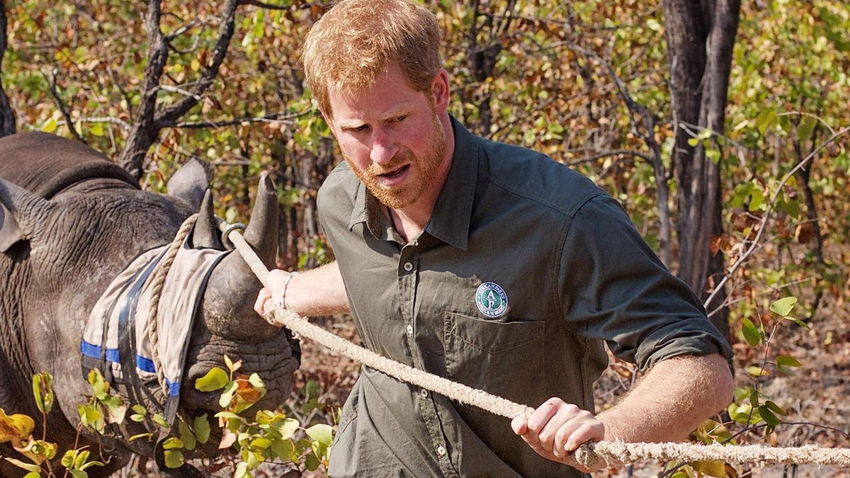 Chad ends Prince Harry charity mandates to manage wildlife reserves | LBC