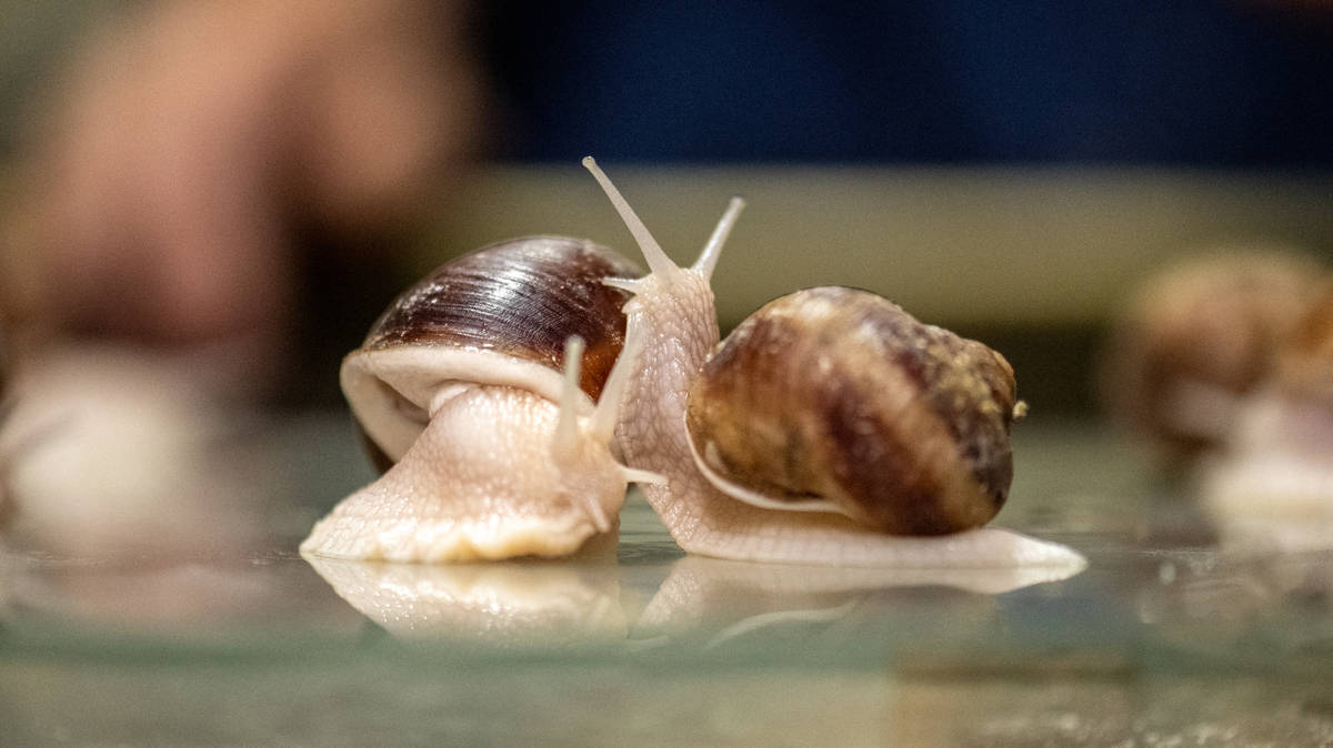 'Fake snail farms' found in empty central offices as bizarre £370k tax ...