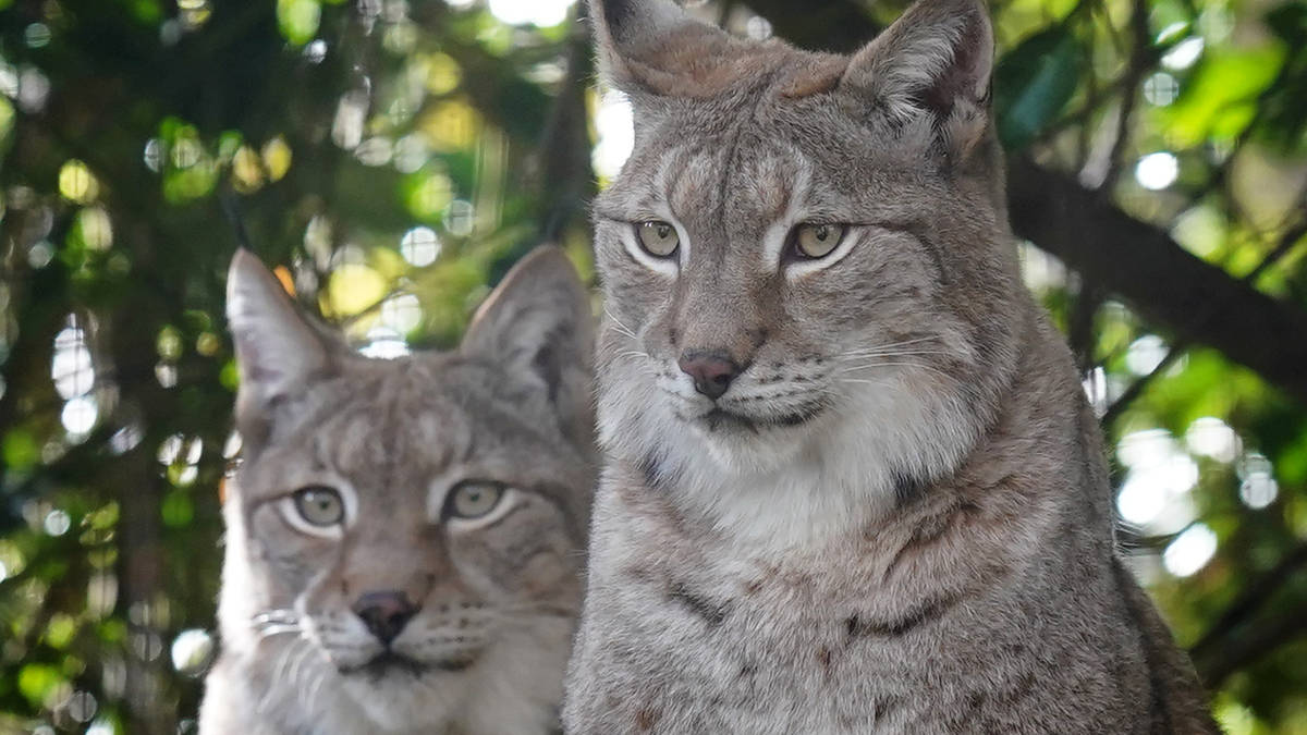 Lynx enclosure unveiled in ‘major milestone’ for reintroduction to ...