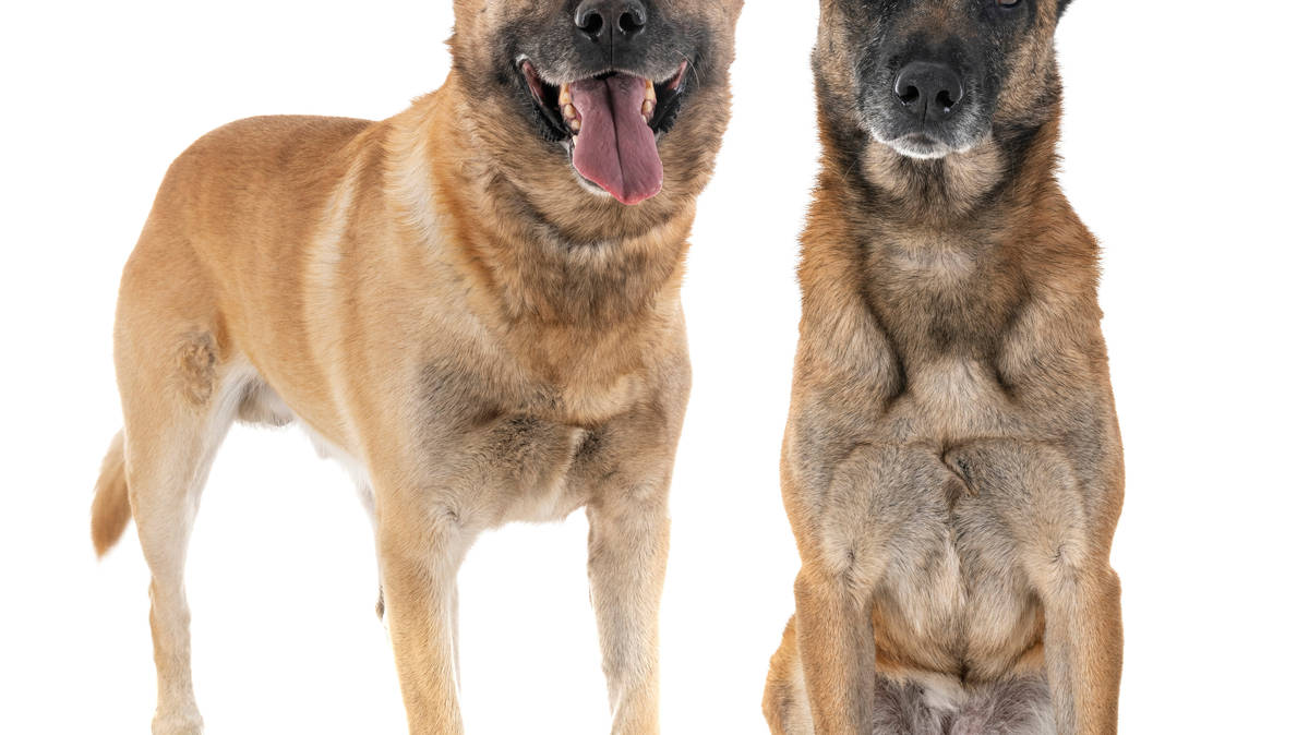 Two belgian shepherd malinois attack passers-by | Riviera Radio