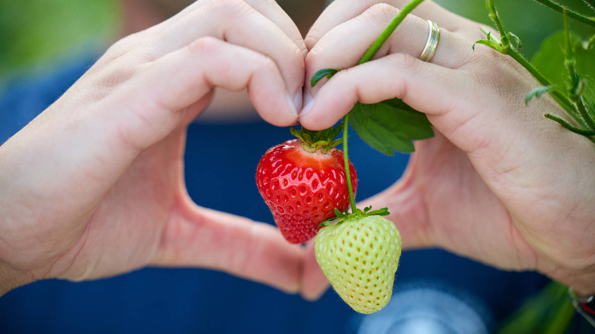 Consumers set to eat fresh British-grown strawberries at Christmas | LBC