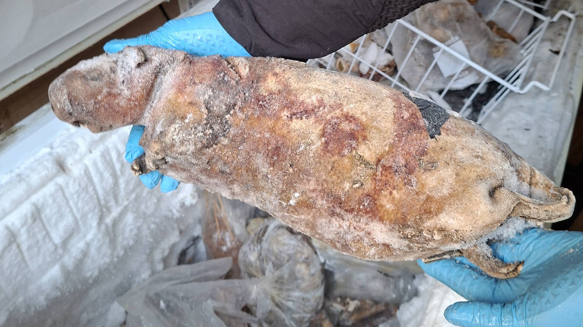 Frozen pangolin among illegal bushmeat seized in capital | LBC