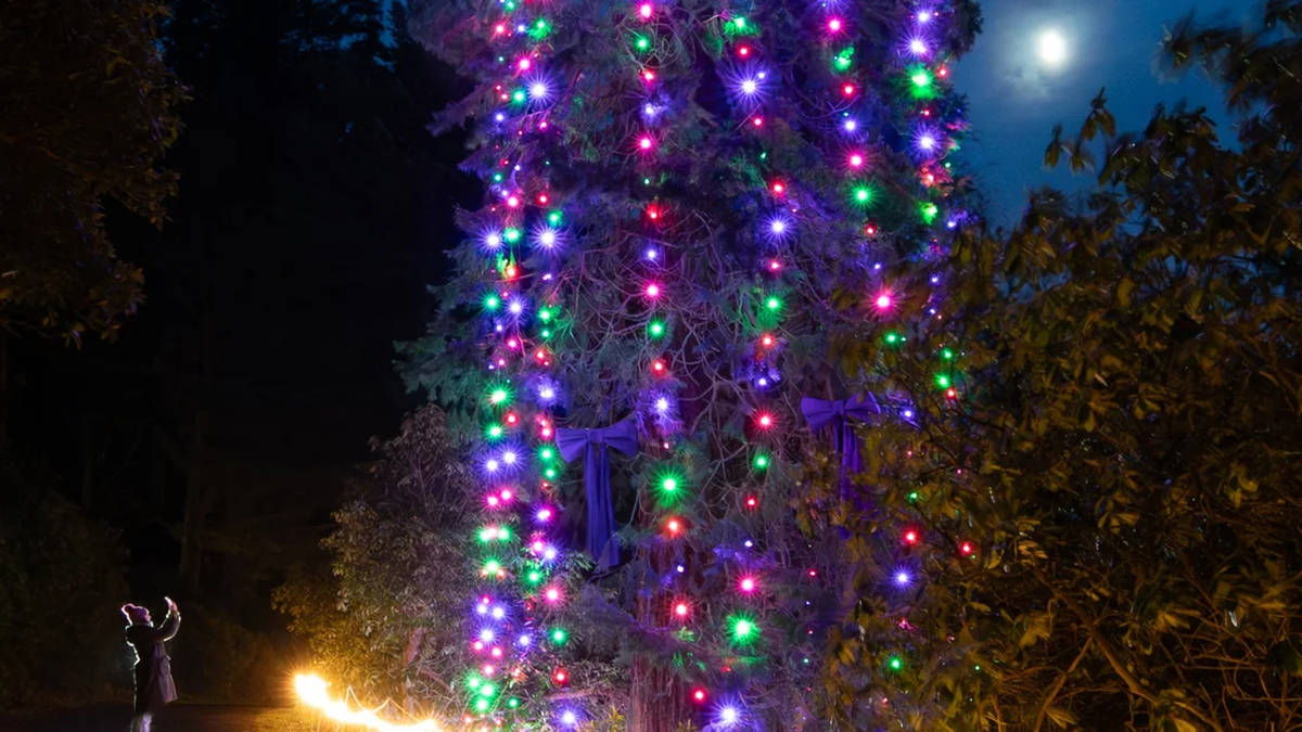 National Trust closes Cragside House car park to tree visitors on ...