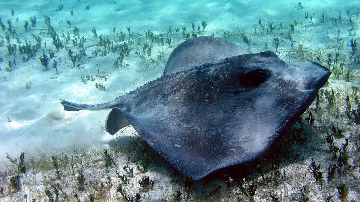 Why Don’t Sea Creatures Get Crushed By Water Pressure, Like Humans Do ...