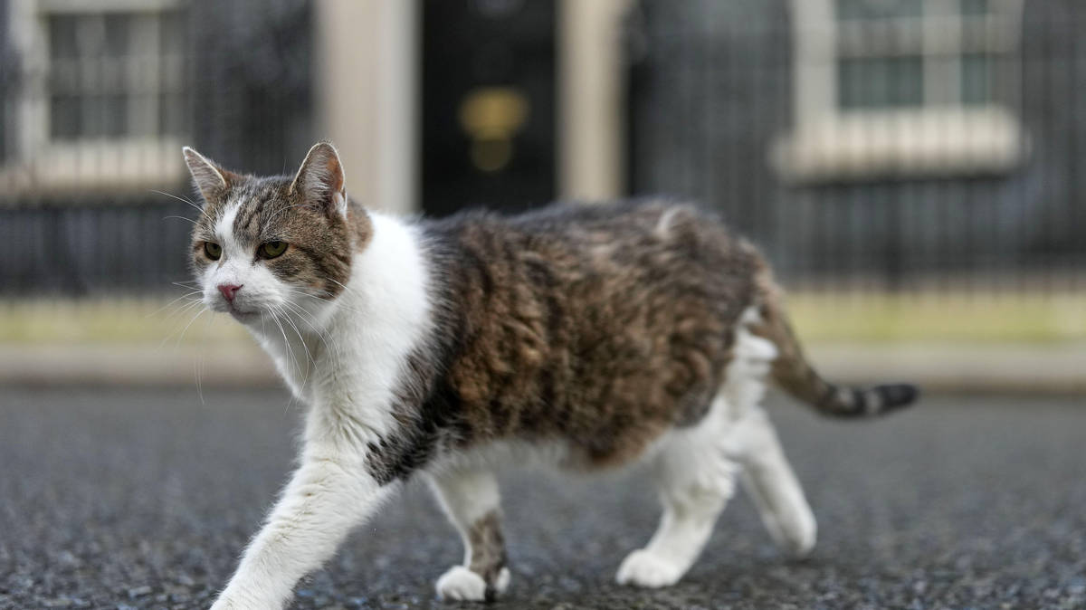 Larry the Cat, aged 19, set to keep working at No 10 | LBC