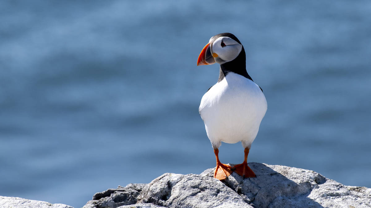 'Puffin cams' to livestream the antics of Farne Islands seabirds with ...