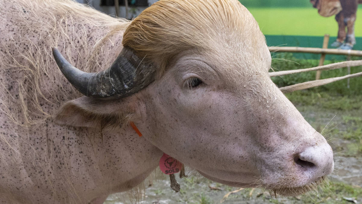 Buffalo spared from Eid sacrifice due to resemblance to Donald Trump | LBC